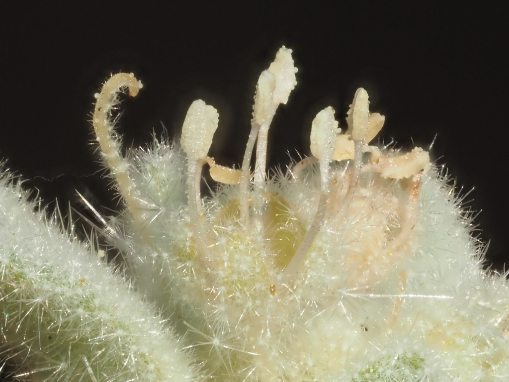 turkey mullein (Croton setiger) - Botanical Realm