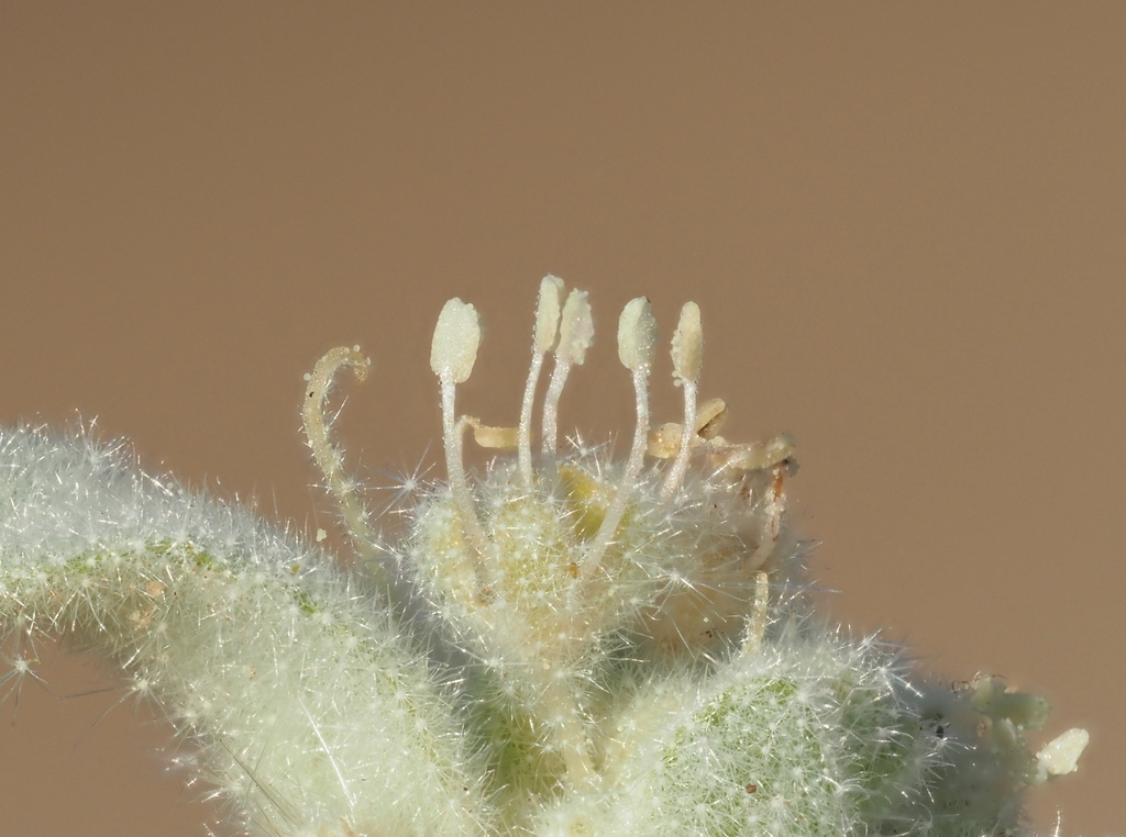 turkey mullein (Croton setiger) - Botanical Realm