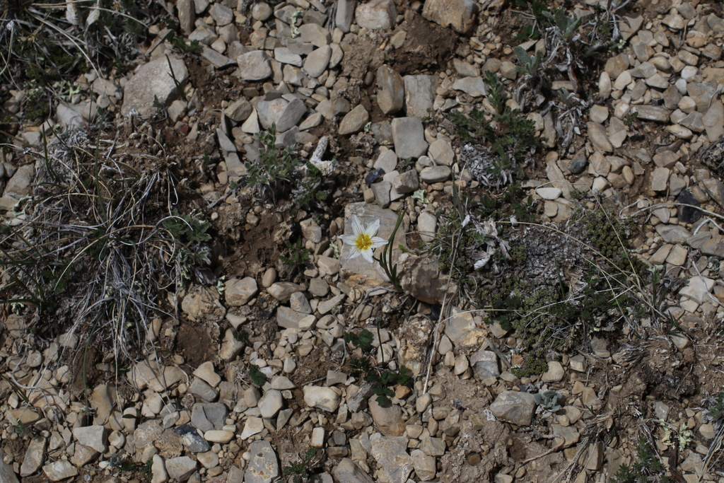 Snowdon Lily from Park County, CO, USA on June 22, 2024 at 12:39 PM by ...