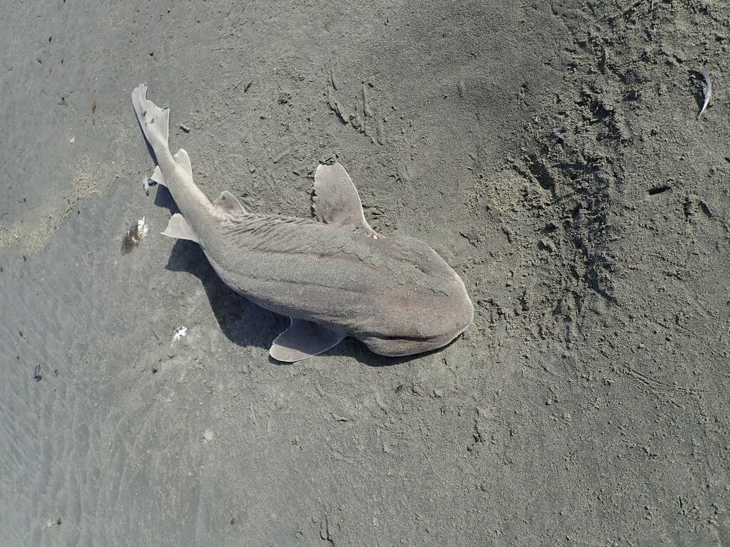 New Zealand Draughtboard Shark from Foxton Beach, New Zealand on August ...