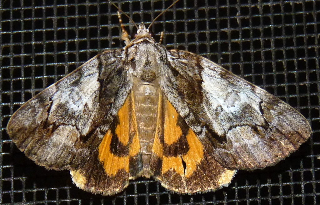 Precious Underwing (Insects of Massachusetts) · iNaturalist