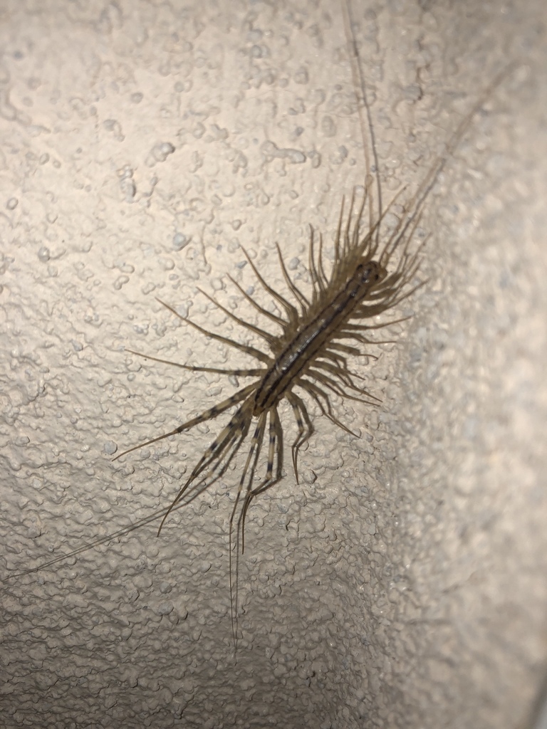 House Centipede from Pacific Ocean, Laguna Beach, CA, US on June 10 ...