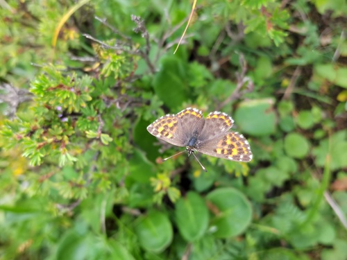 Polycaena lua · iNaturalist United Kingdom