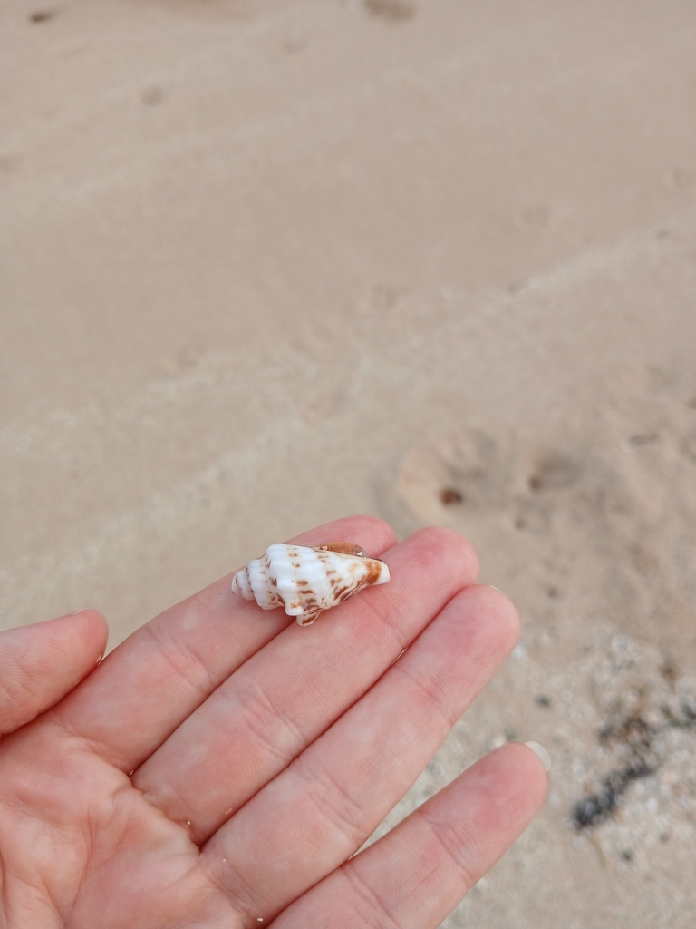 Labiate Stromb from Mer Island QLD 4875, Australia on August 7, 2024 at ...