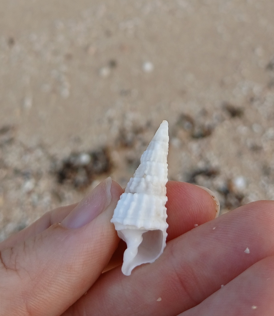 Caenogastropods from Mer Island QLD 4875, Australia on August 7, 2024 ...
