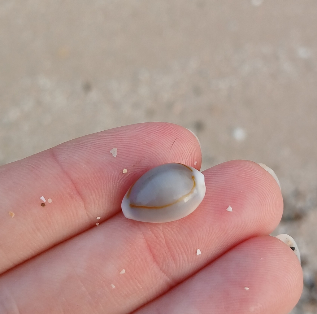 Gold Ring Cowry from Mer Island QLD 4875, Australia on August 7, 2024 ...