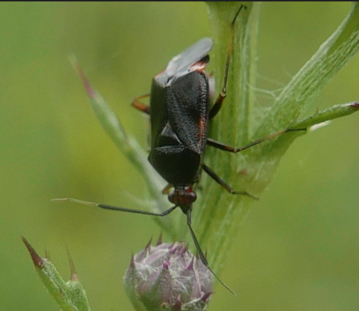 red-spotted plant bug in June 2024 by Gerrit Öhm · iNaturalist