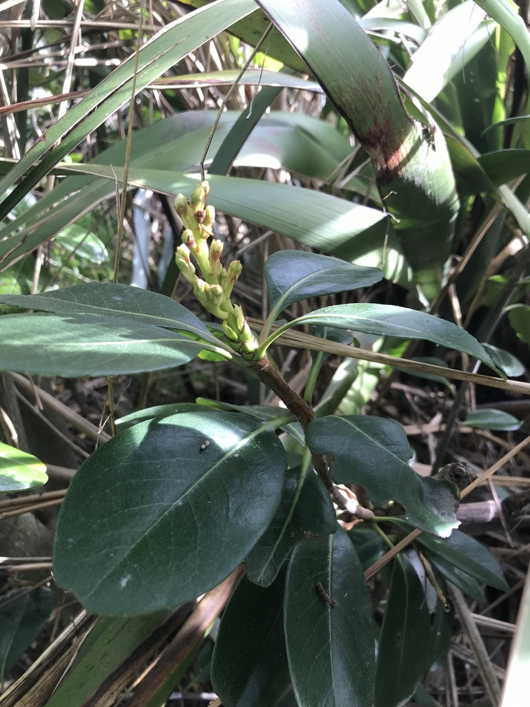 Sexton's Bride from North Island / Te Ika-a-Māui, Paraparaumu ...