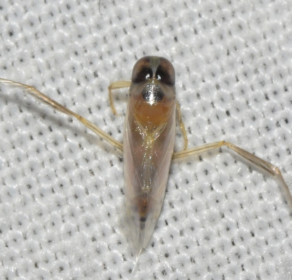 Anisops sardeus from Almería, España on August 6, 2024 at 10:12 PM by ...