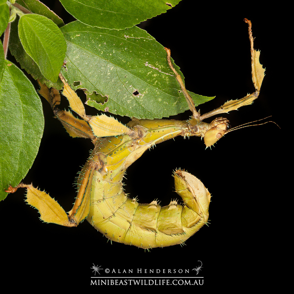 Spiny Leaf insect from Mooroobool QLD 4870, Australia on June 3, 2013 ...