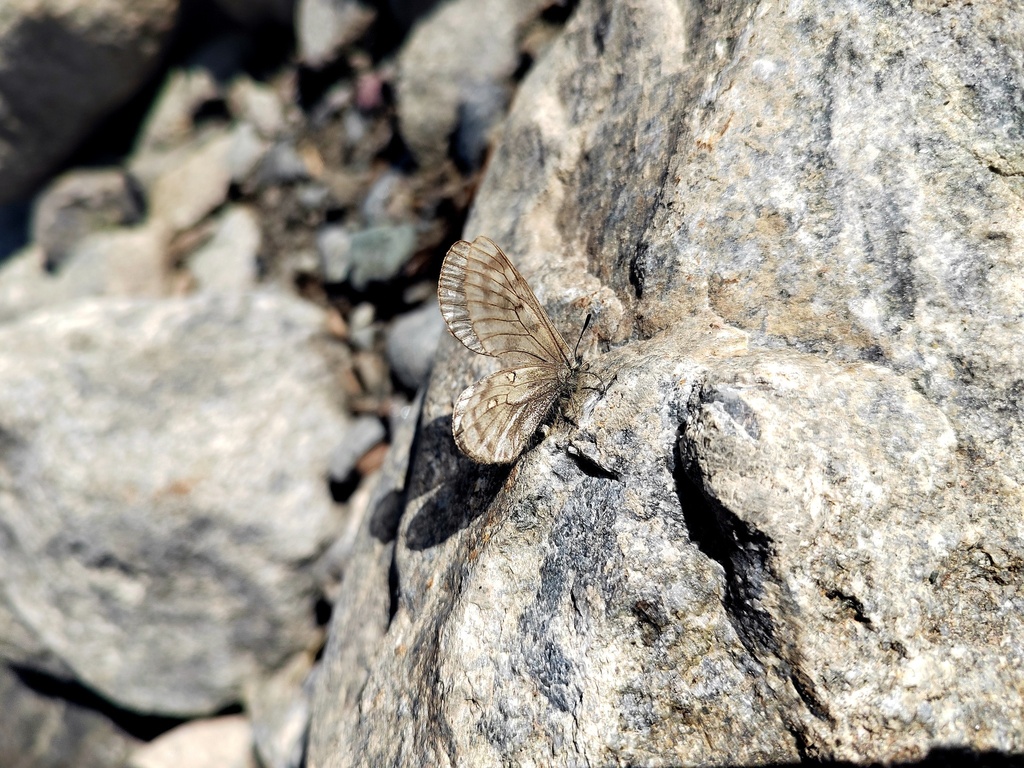 Parnassius andreji from 中国青海省海北藏族自治州祁连县 on July 31, 2024 at 09:29 AM by ...