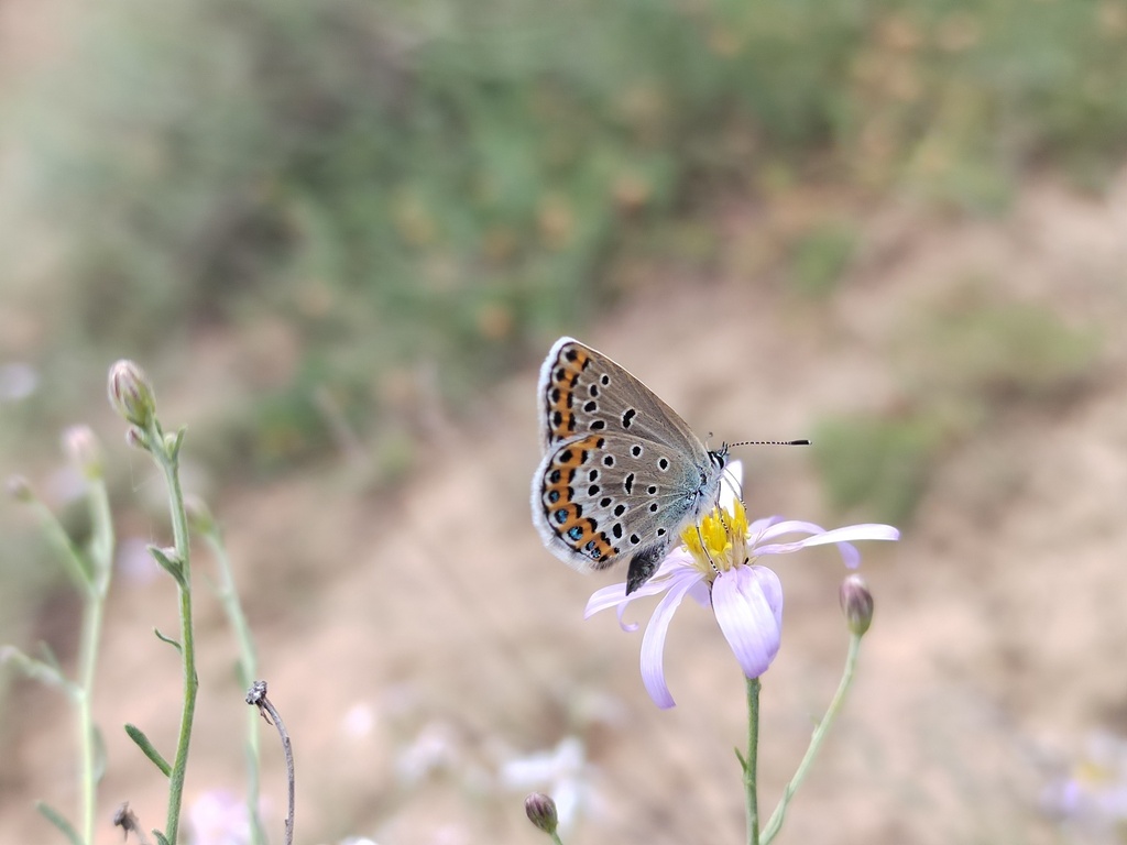 Reverdin's Blue from 中国青海省黄南藏族自治州同仁县 on August 1, 2024 at 03:29 PM by ...