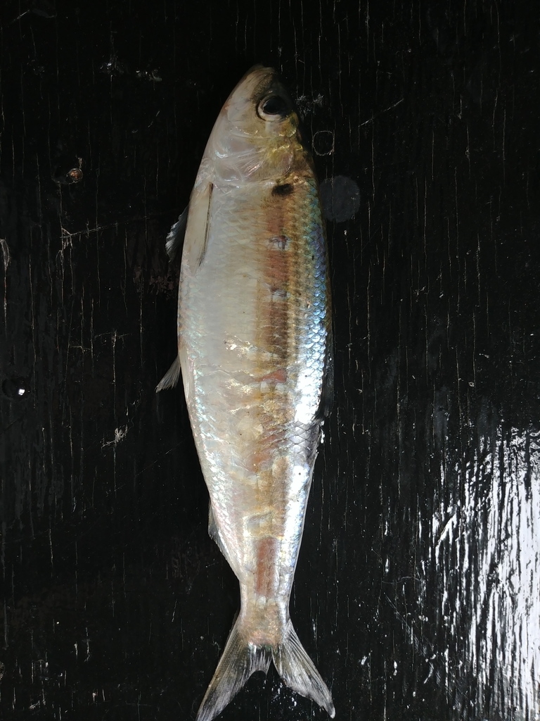 Blueback Shad from Saint Stephen, NB E3L 1E7, Canada on June 11, 2019 ...