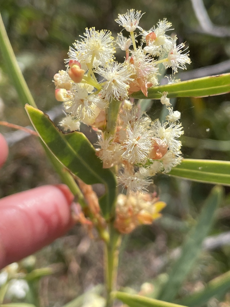 Sweet Wattle from Heath Trl, Wurtulla, QLD, AU on August 7, 2024 at 11: ...
