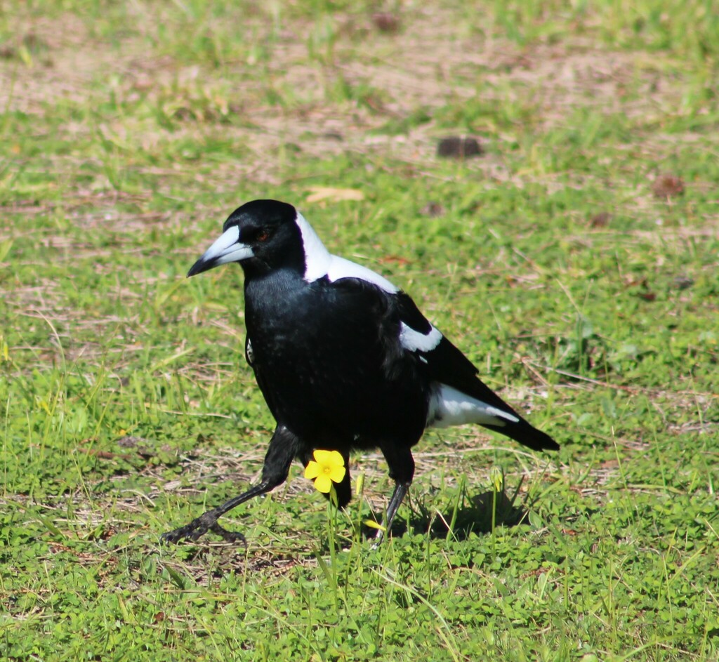 Australian Magpie from Kingston SE SA 5275, Australia on August 7, 2024 ...