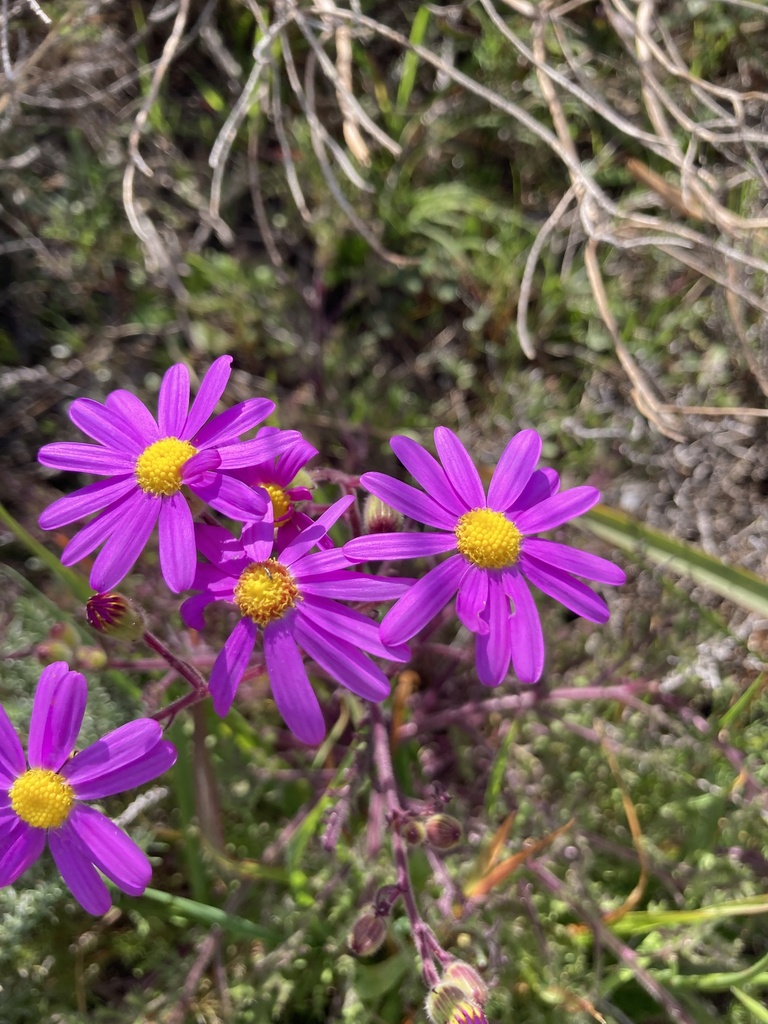 Red-purple Ragwort from Jay Road, Fish Hoek, WC, ZA on August 7, 2024 ...