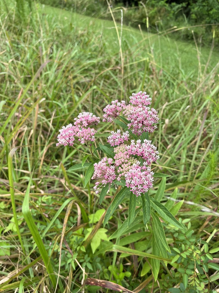 swamp milkweed from NC-86 S, Hillsborough, NC, US on August 6, 2024 at ...