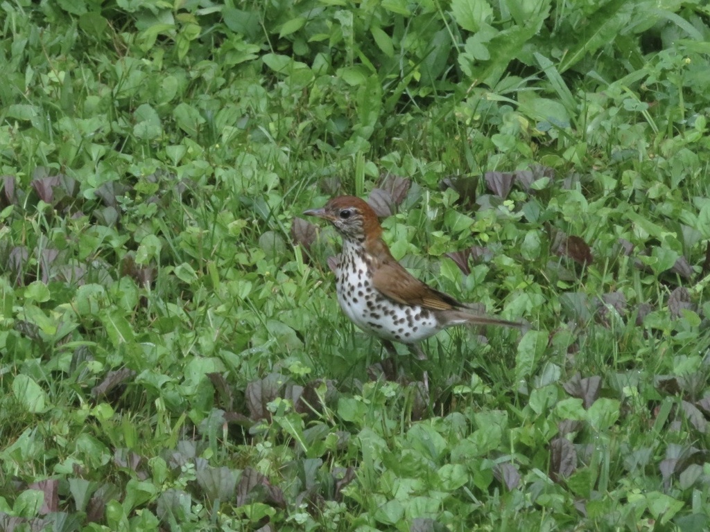 Wood Thrush from Haskins Rd, North Grenville, ON, CA on August 6, 2024 ...