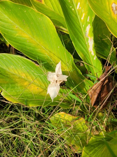 Goeppertia gardneri · iNaturalist