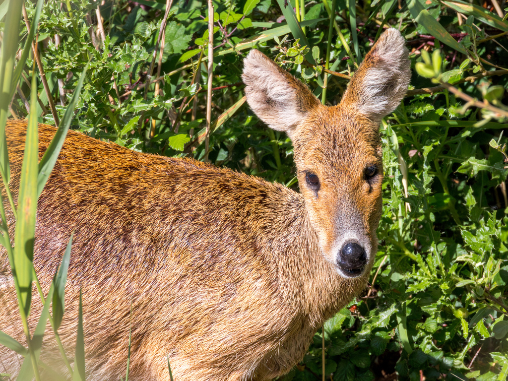 Water Deer in August 2024 by William Stephens · iNaturalist