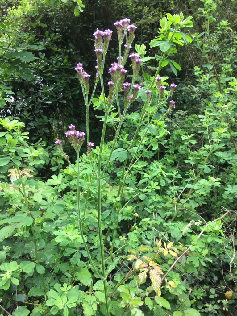 Seashore vervain from 48170, Zamudio, País Vasco, ES on June 10, 2019 ...