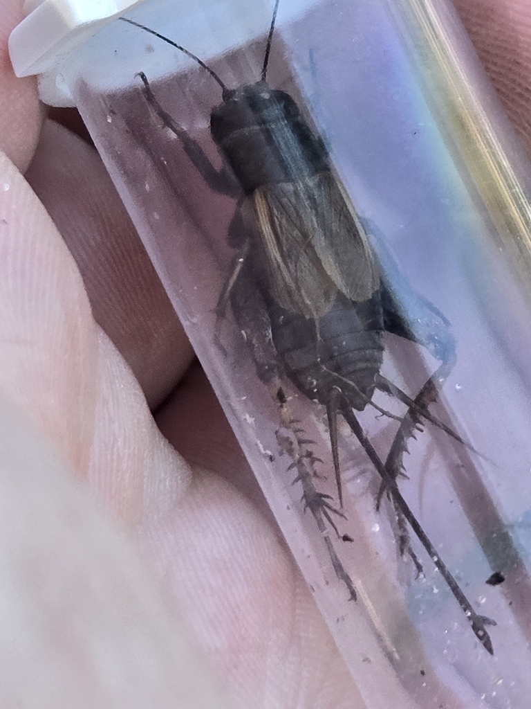 Fall Field Cricket from Erie, PA 16507, USA on August 7, 2024 at 10:13 ...