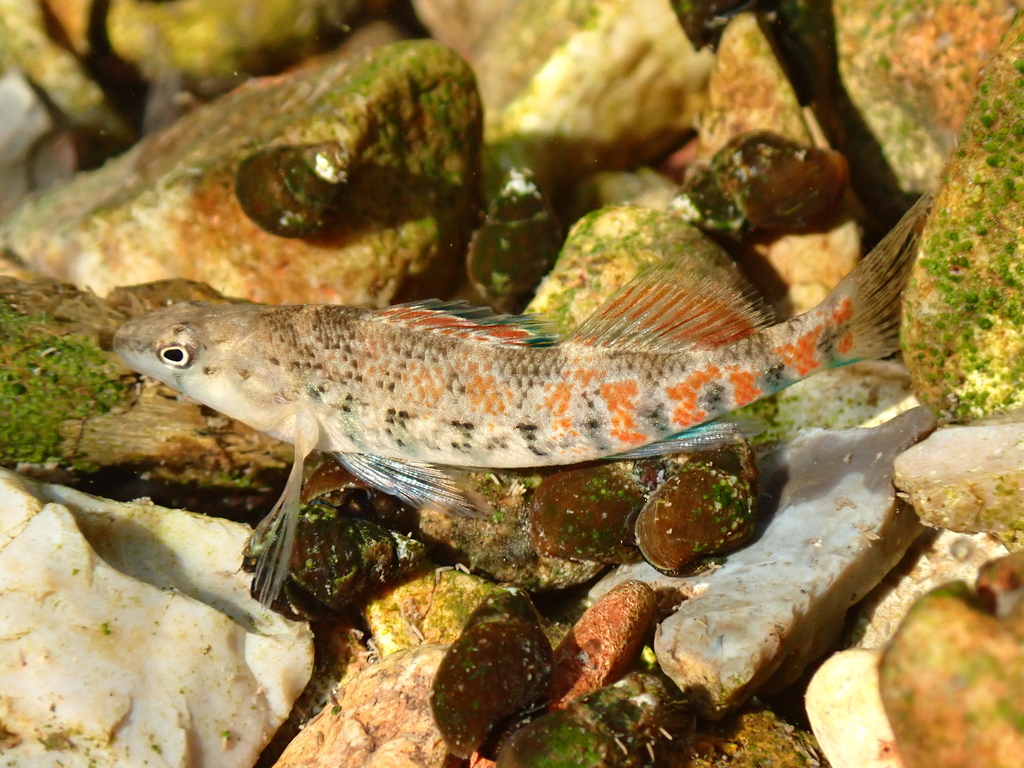 Plateau Darter in August 2024 by Caleb Wardlaw · iNaturalist