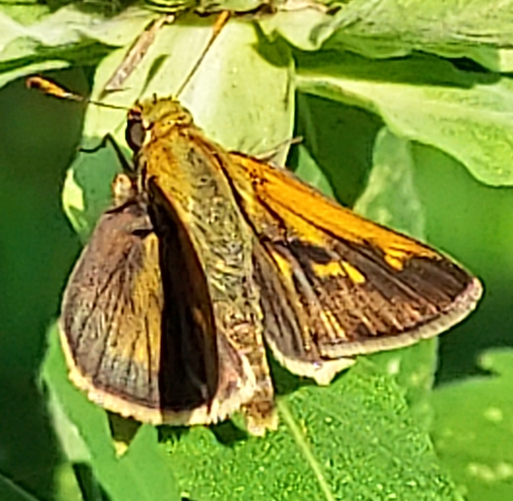 Crossline Skipper from 10768 Loop Road on August 7, 2024 at 09:49 AM by ...