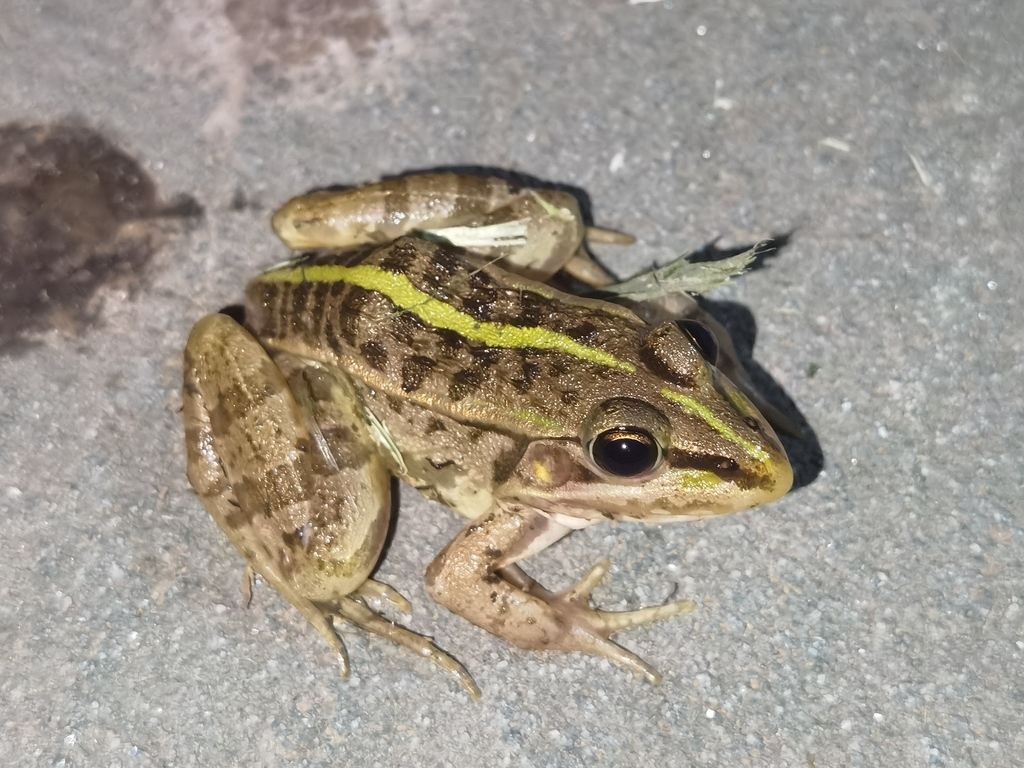 Black-spotted Frog in August 2024 by yifan_zang · iNaturalist