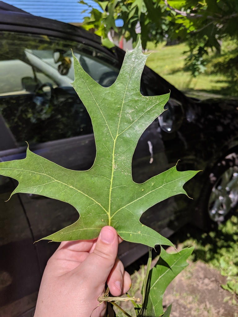 scarlet oak from Litchfield, CT, USA on June 9, 2019 at 02:52 PM by ...