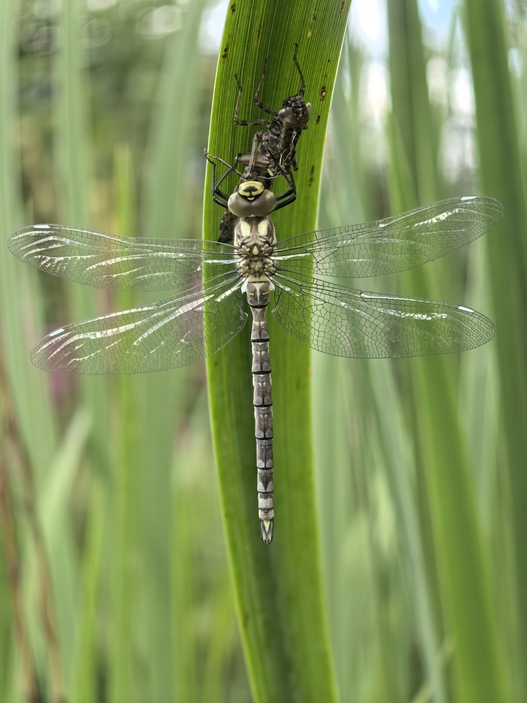 Southern Hawker from Orekhovo-Zuevskiy rayon, RU-MS, RU on August 7 ...