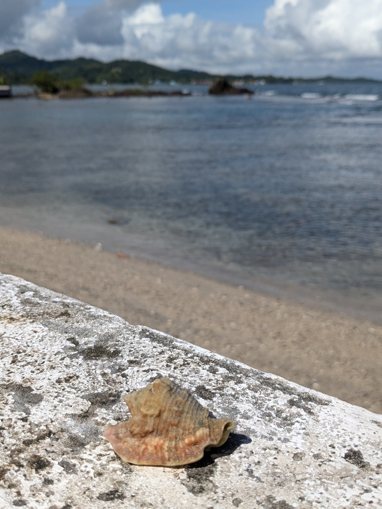 Hawkwing Conch from G855+9FJ, Provincia de Colón, Panama on August 7 ...