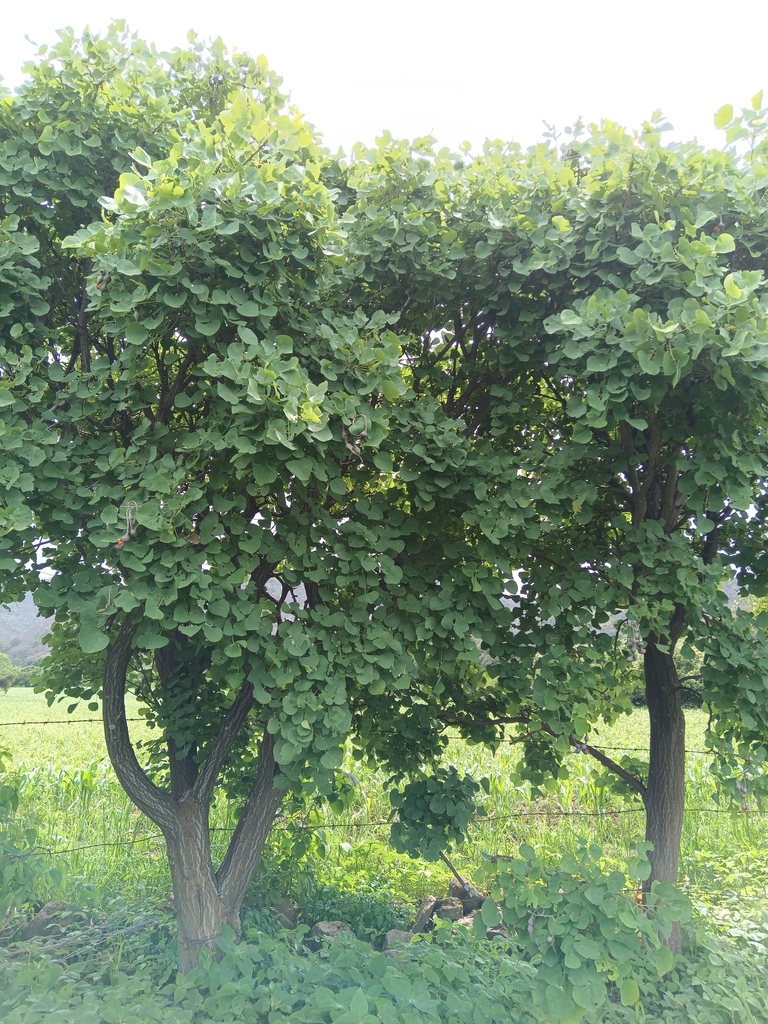 American Coral Tree from Acámbaro, Gto., México on August 2, 2024 at 02 ...
