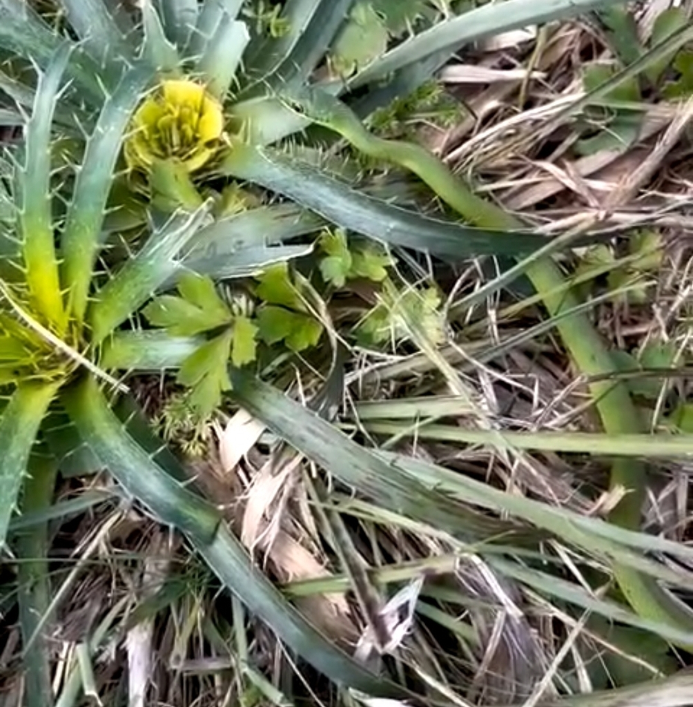 Brazilian Green Racer from 80000 Departamento de San José, Uruguay on ...