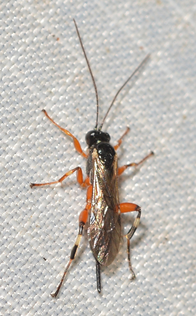 Pimpla from 432 Ridge Road, Hamden, CT, USA on July 31, 2024 at 10:02 ...