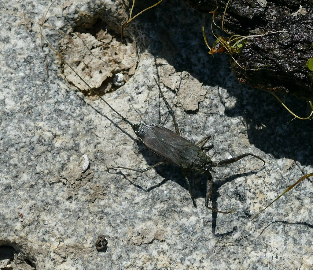 Laccotrephes from Gamiguab, Region Erongo, Namibia on April 7, 2021 at ...