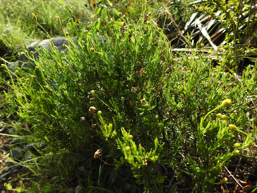 Hierba de San Nicolás desde Saltillo, Coah., México el 20 de julio de ...