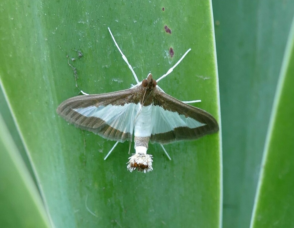 Cucumber Moth from Kramersdorf, Swakopmund, Namibia on April 9, 2021 at ...