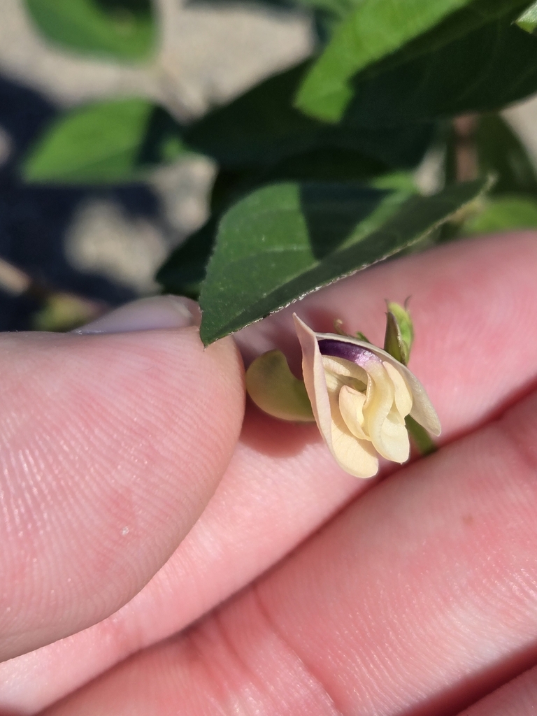 trailing fuzzy-bean from Presque Isle Lighthouse, Millcreek Township ...
