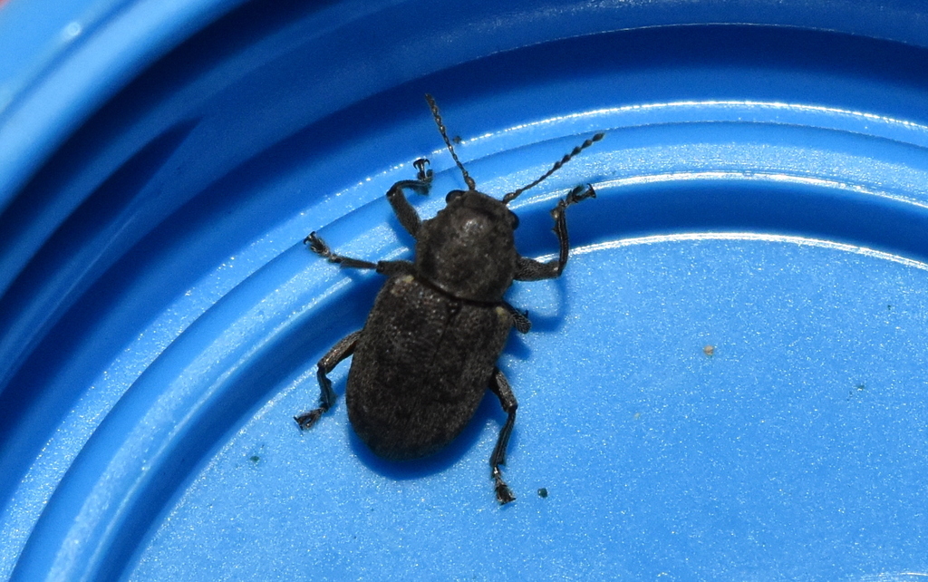 Myochrous from Cárdenas, MX-TB, MX on June 6, 2019 at 08:03 PM by ...