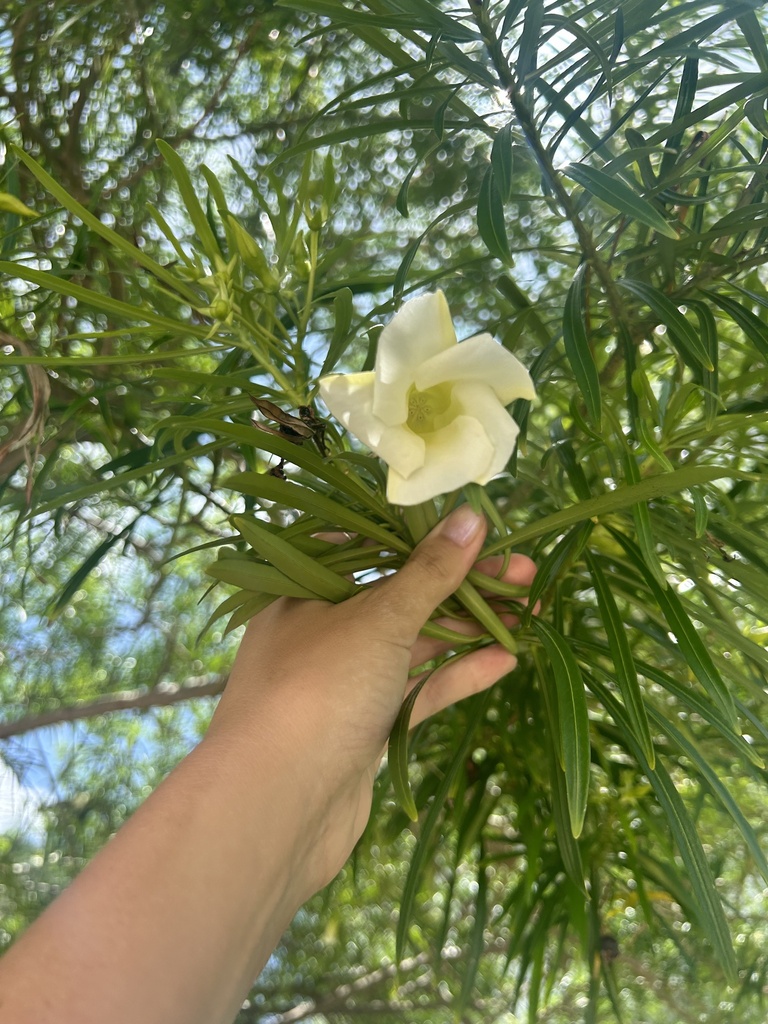 Be-still tree from Grand Cayman, George Town, West Bay, KY on August 7 ...