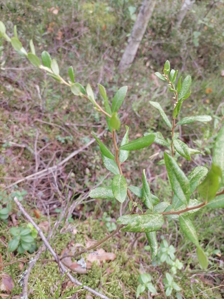 leatherleaf from Syanno, BY-VI, BY on August 07, 2024 at 10:36 AM by ...