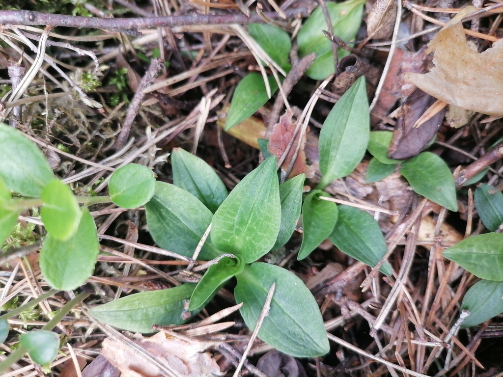 lesser rattlesnake plantain from Syanno, BY-VI, BY on August 7, 2024 at ...