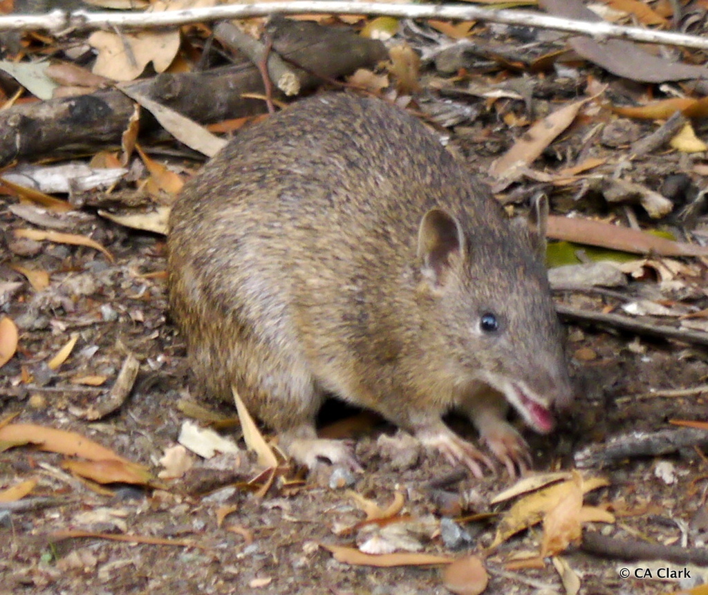 Bandicoots and Bilbies (Peramelemorphia) - Know Your Mammals