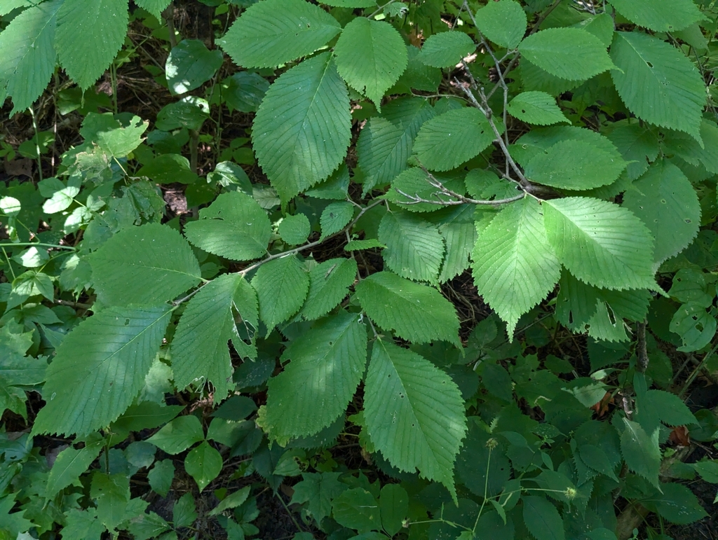 slippery elm from Baden, ON N3A 3B6, Canada on August 7, 2024 at 10:34 ...