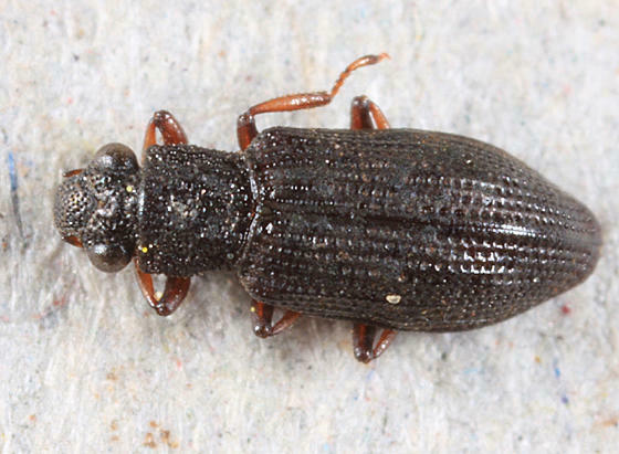 Hydrochus rufipes from Groton, MA, USA on June 8, 2008 at 11:36 AM by ...