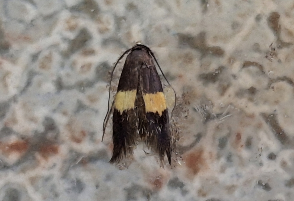 Butterflies and Moths from NTI Ground, 55, Vidyaranyapura, NTI Layout ...