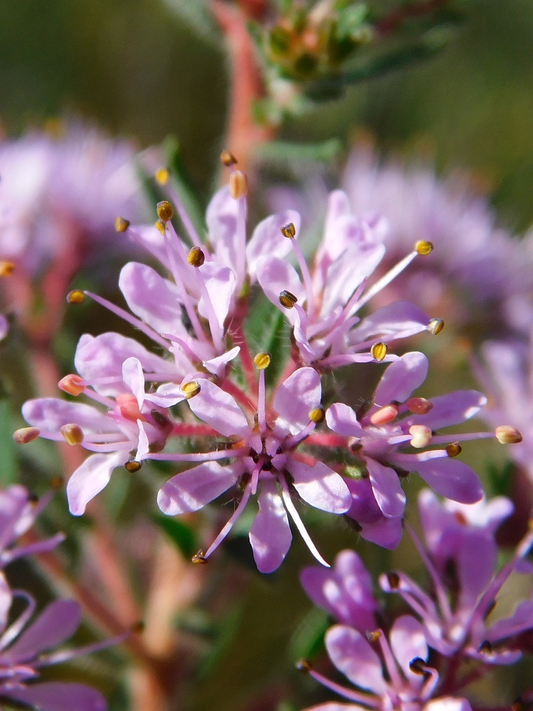 Common Buchu (Boland Granite Fynbos) · iNaturalist