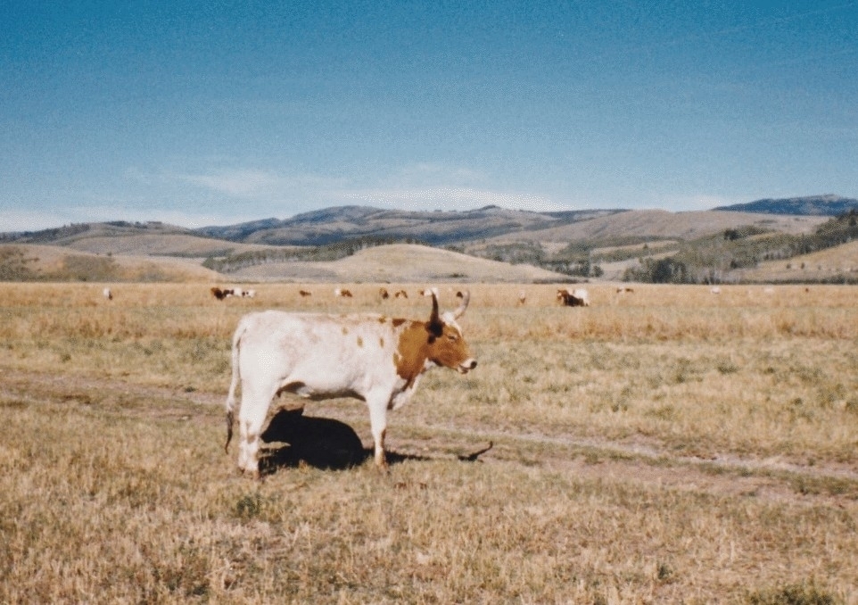 Domestic Cattle from Moran, WY 83013, USA on September 19, 1995 at 01: ...