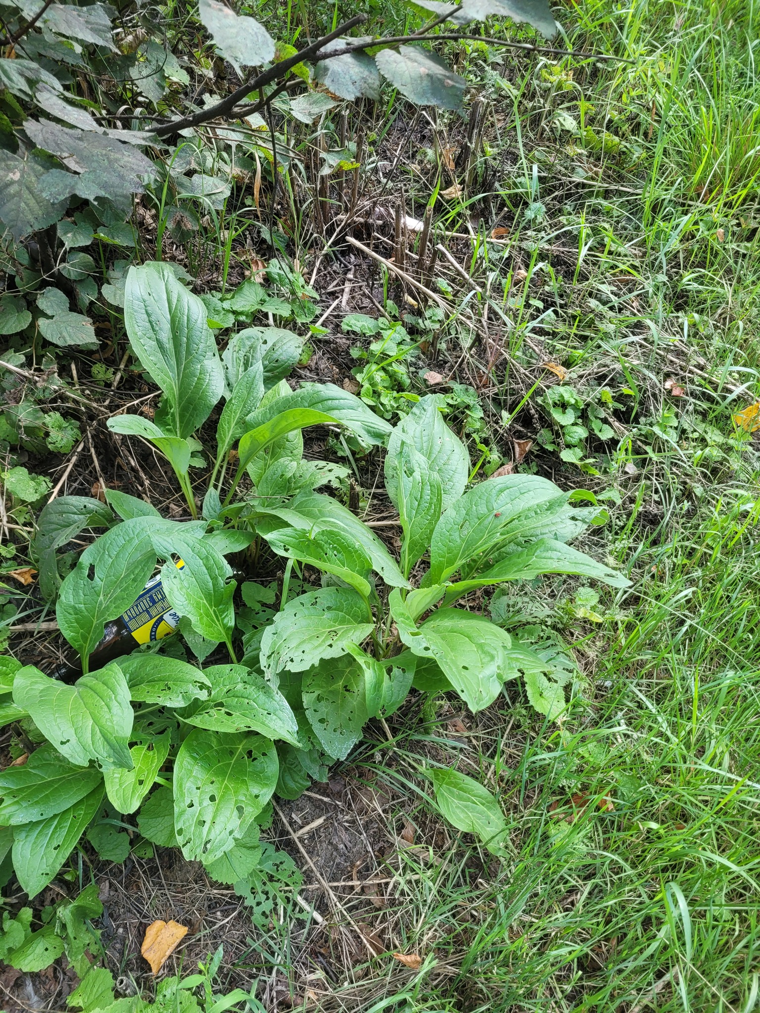 Planta De Lengua De Perro